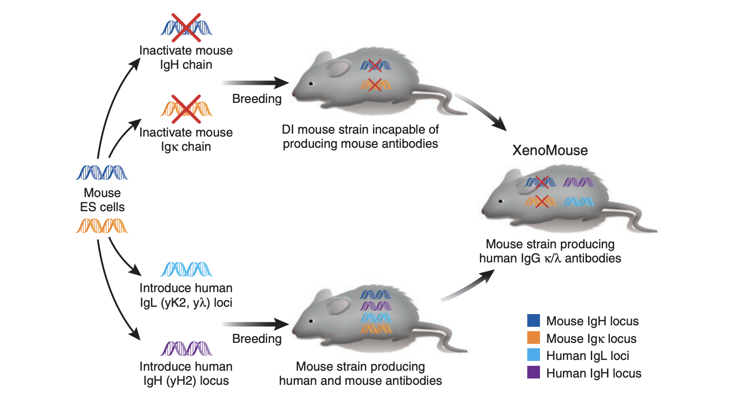 Transgenic Animals in Antibody Discovery - YODO DIAGNOSTICPLEX LIMITED ...
