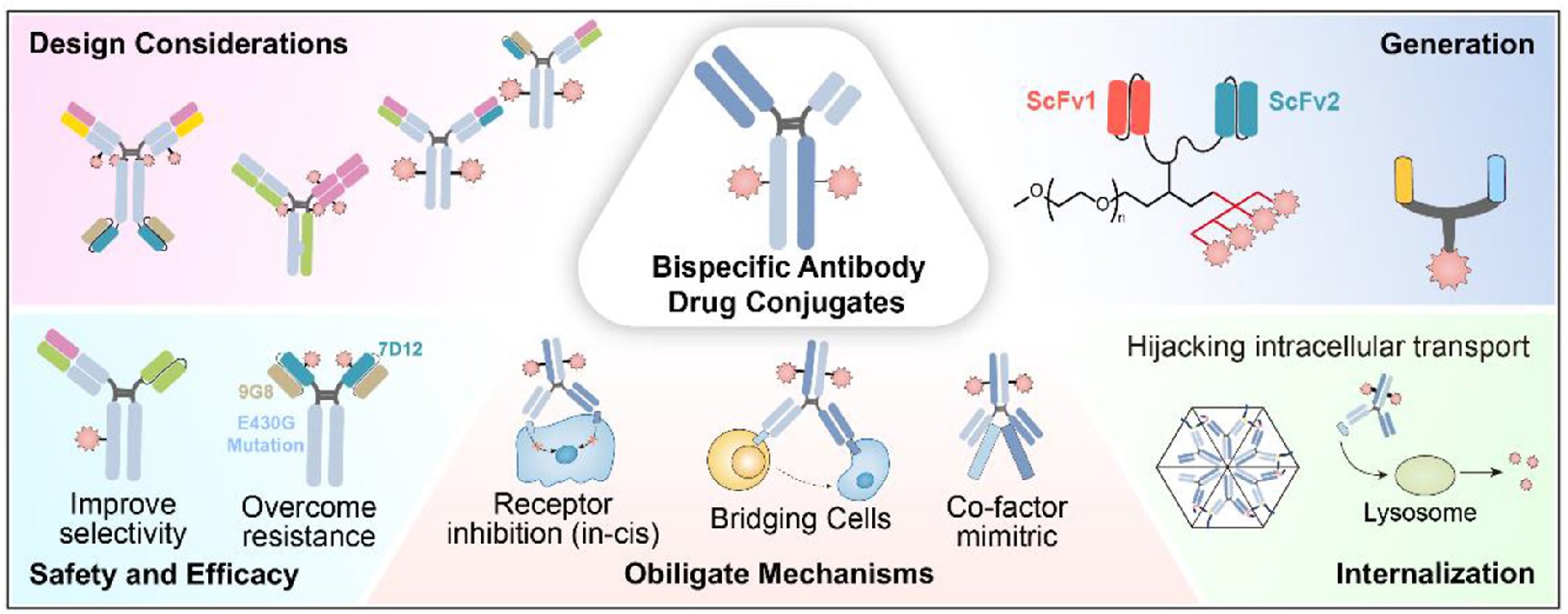Innovating Cancer Treatment: Bispecific Antibody Drug Conjugates - YODO ...