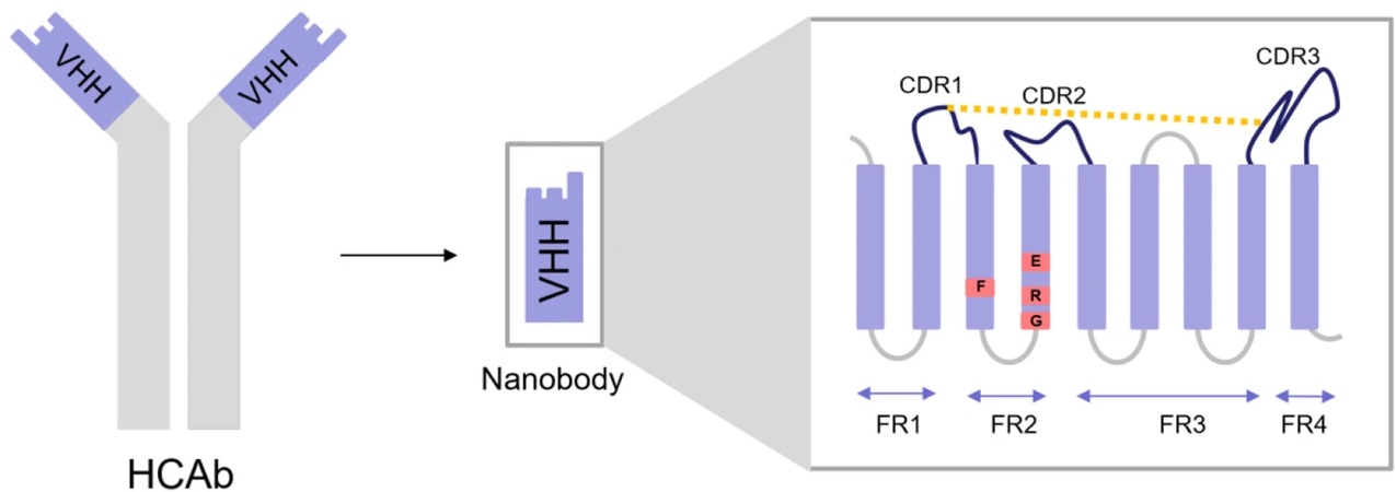 The Unique Origin of VHH Antibodies: Camelid-Derived Nanobodies - YODO ...