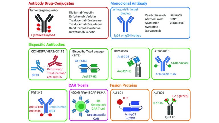 Custom Antibody Development: A Step-by-Step Guide - YODO DIAGNOSTICPLEX ...